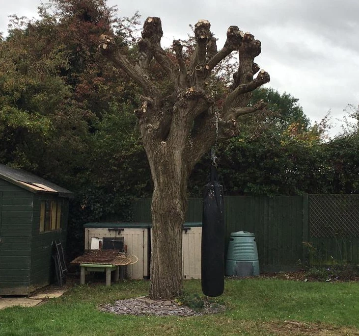 Pollarding - Angus Tree Care