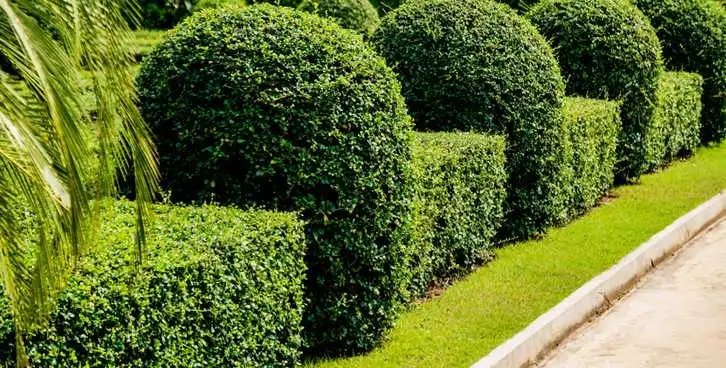 Hedge Trimming - Angus Tree Care