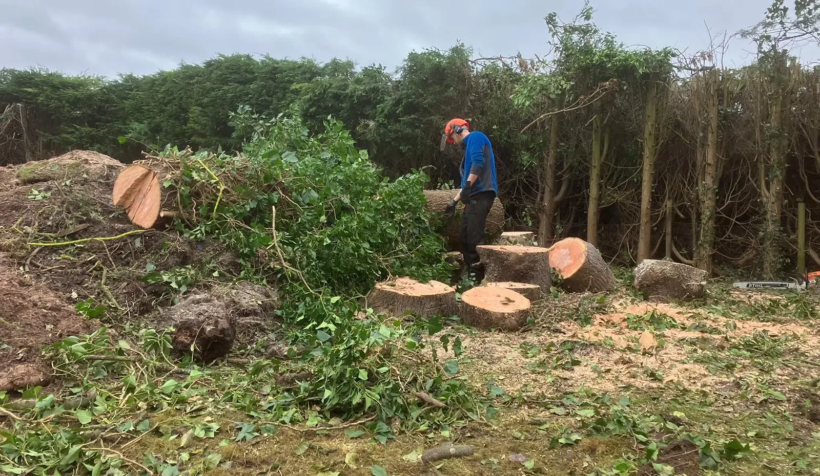 Tree Felling and Removal - Angus Tree Care